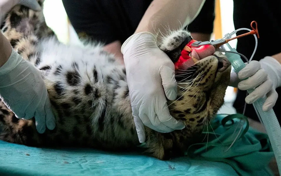 Greenville and Seattle zoos report rare animal births