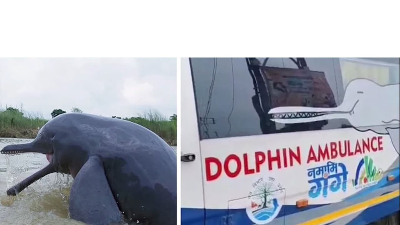 PM Modi praises dolphin rescue ambulance for saving Gangetic dolphin