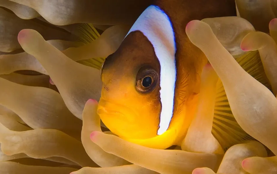Study finds behavior and swimming traits key to anemonefish evolution