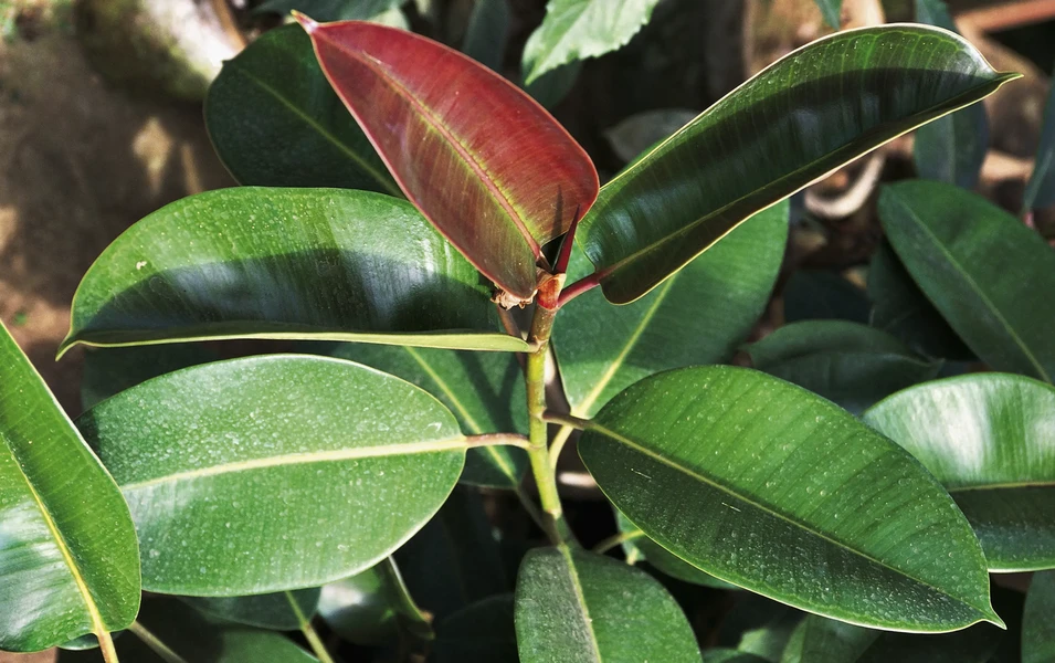 Rubber plant care made simple for plant lovers