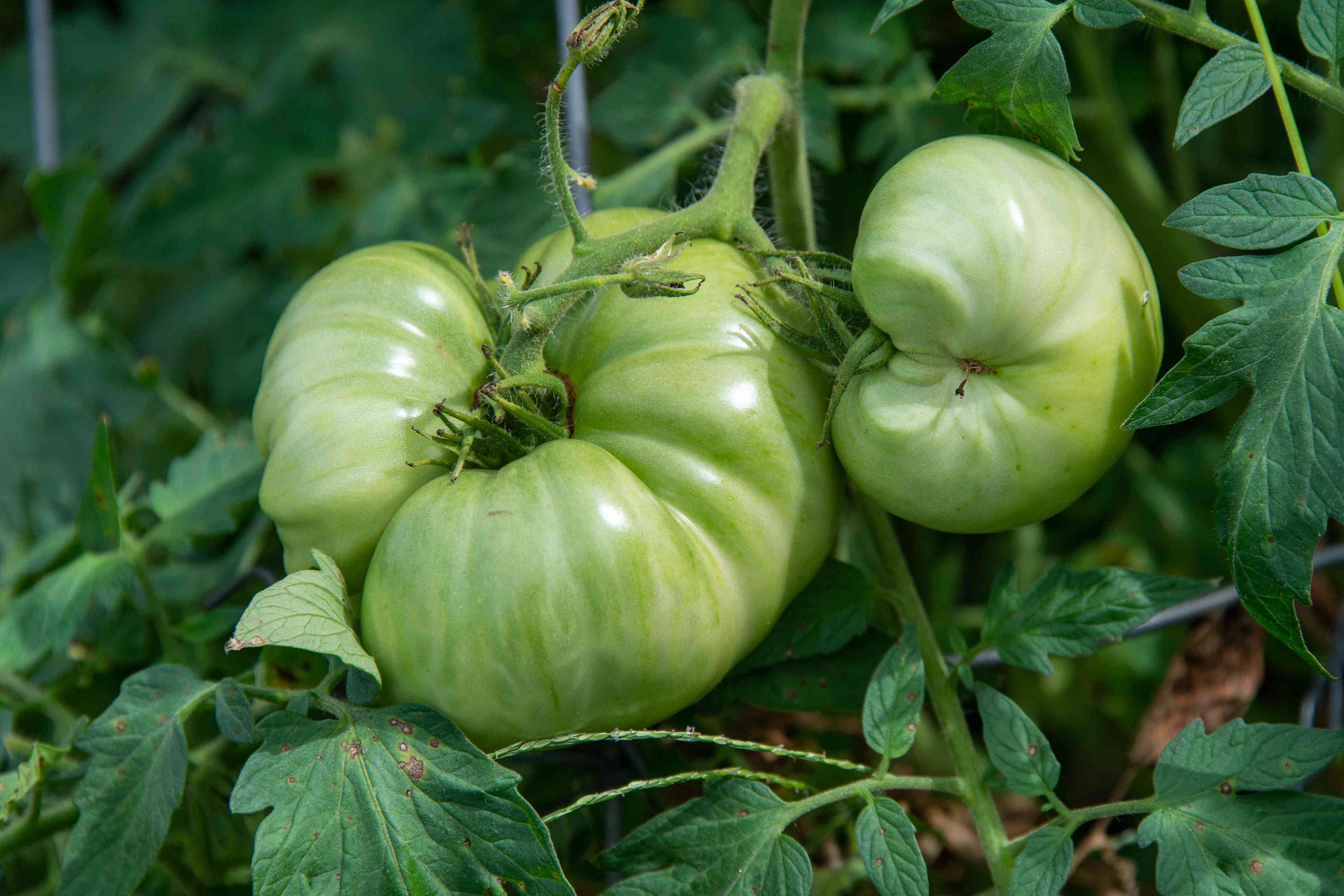 What is catfacing in tomatoes? How to prevent this common problem for ...
