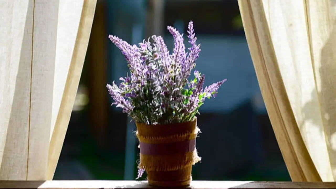 5 best plants to grow in UK gardens this June for a vibrant summer display