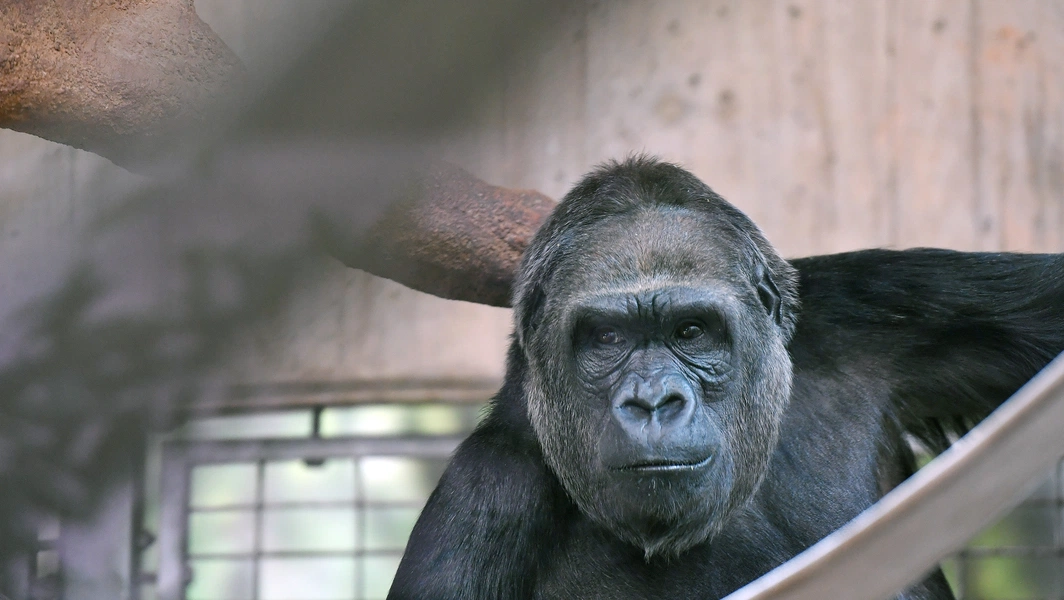 Greenville and Seattle zoos report rare animal births