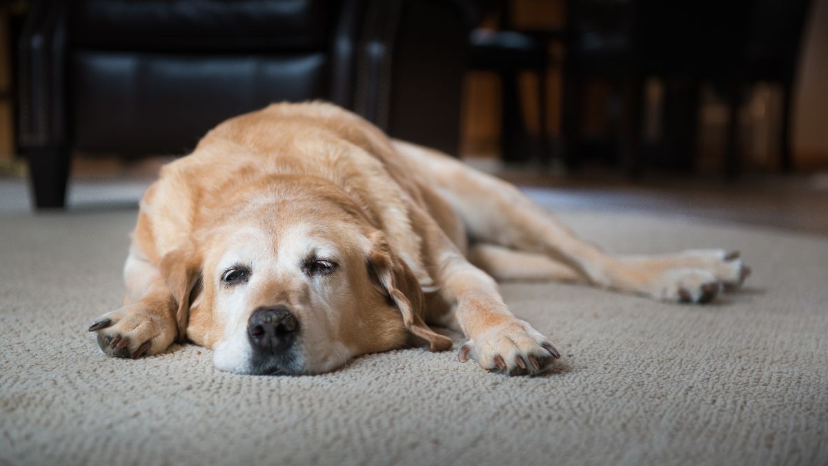 What your aging pet is trying to tell you: The real signs they’re still ...