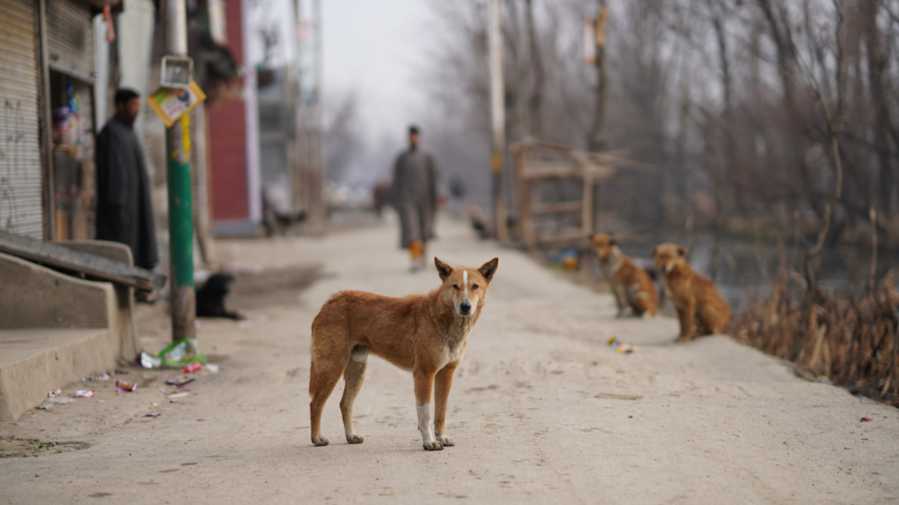Stray dog goes on rampage in MP's Shivpuri, leaves 60 injured