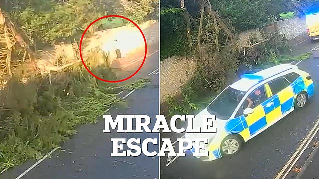 Dog walker cheats death as tree branch crashes down behind her