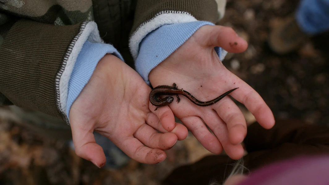 Scientists race to save rare salamander from extinction vortex