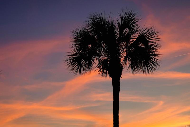 Palms: How to add Lowcountry flair to your yard