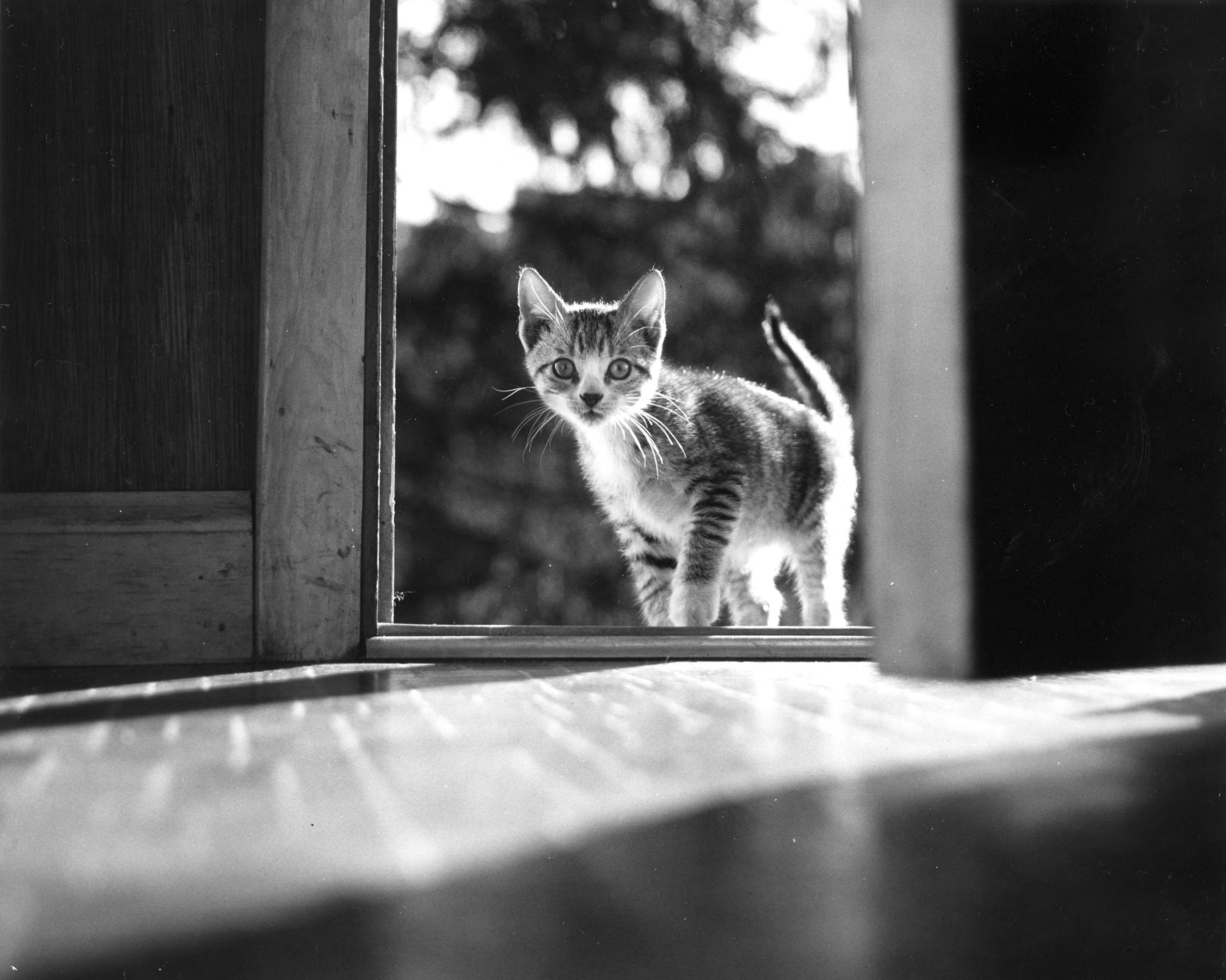 This man photographed 90,000 cats – see the stunning photos that were ...