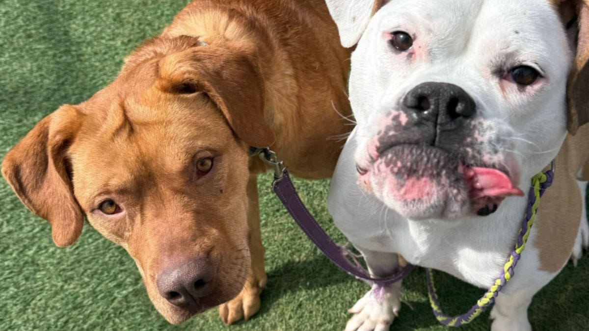 Rescue dog vanishes on a walk: Volunteers have a genius idea to bring ...