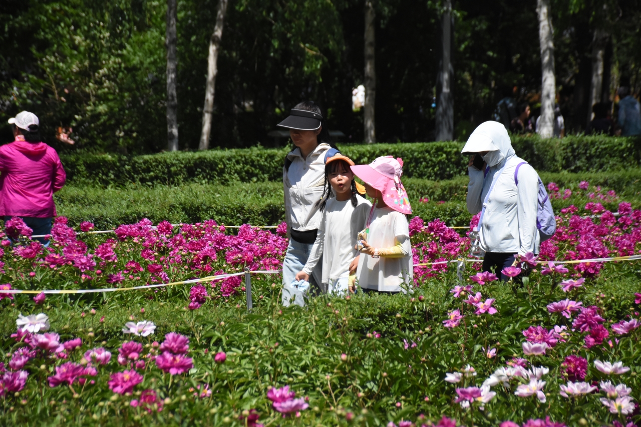 哈尔滨：芍药花开 姹紫嫣红