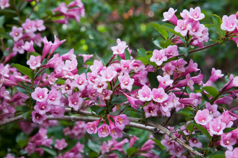 7 plants you should prune in June – but only lightly
