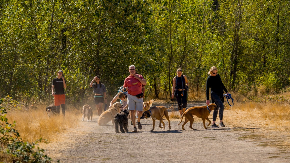 Finding the perfect dog-friendly getaway