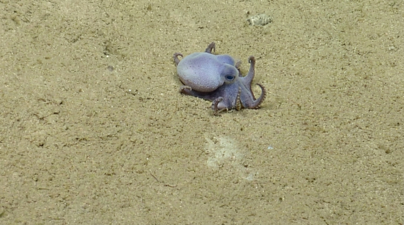 A bright blue creature on the ocean floor looked so unusual it took ...