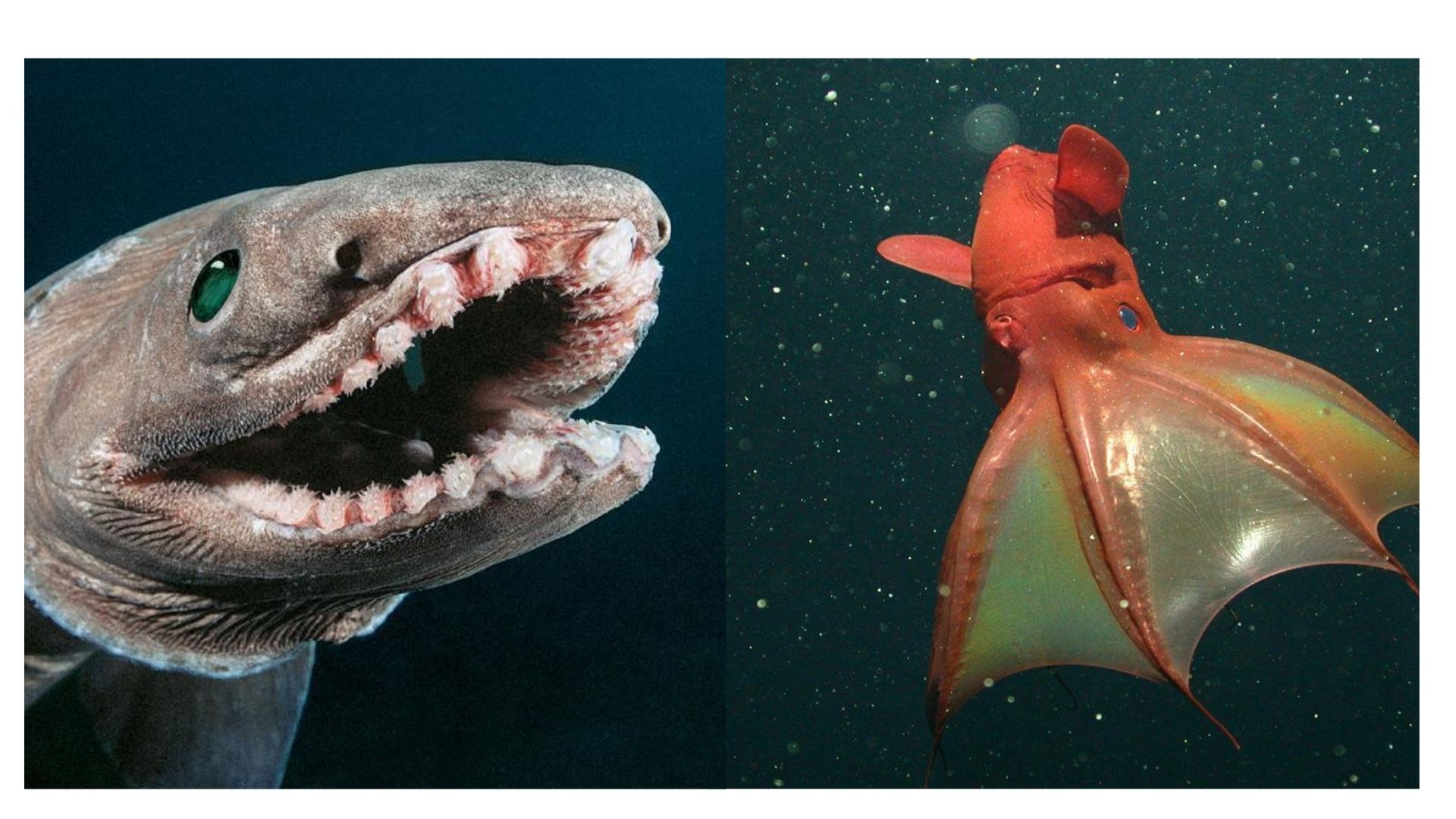 30 scariest deep sea creatures ever discovered