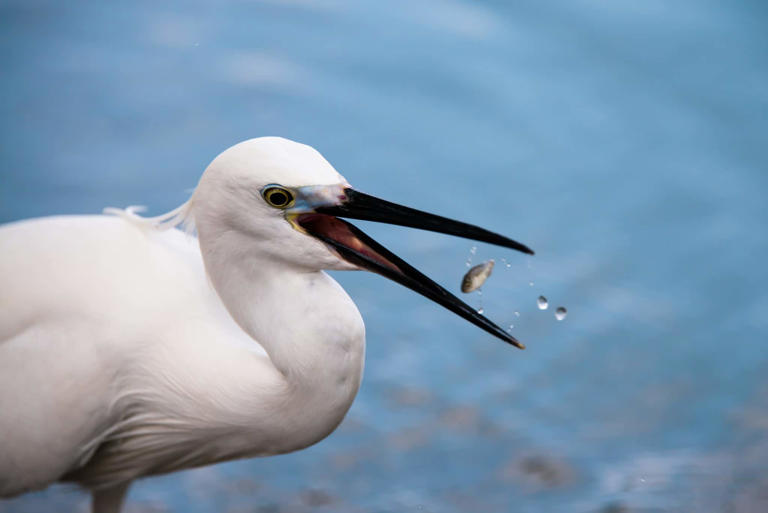 The best Texas birdwatching spots to visit this summer