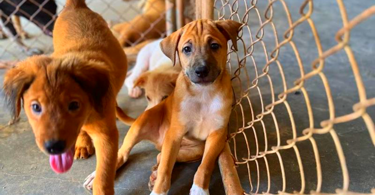 13 animal shelters around the world changing thousands of lives