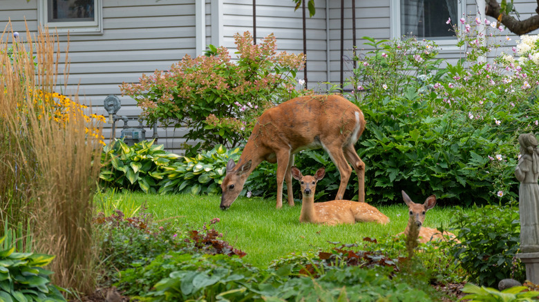 Not coneflower: There's a deer-resistant ground cover with pretty ...