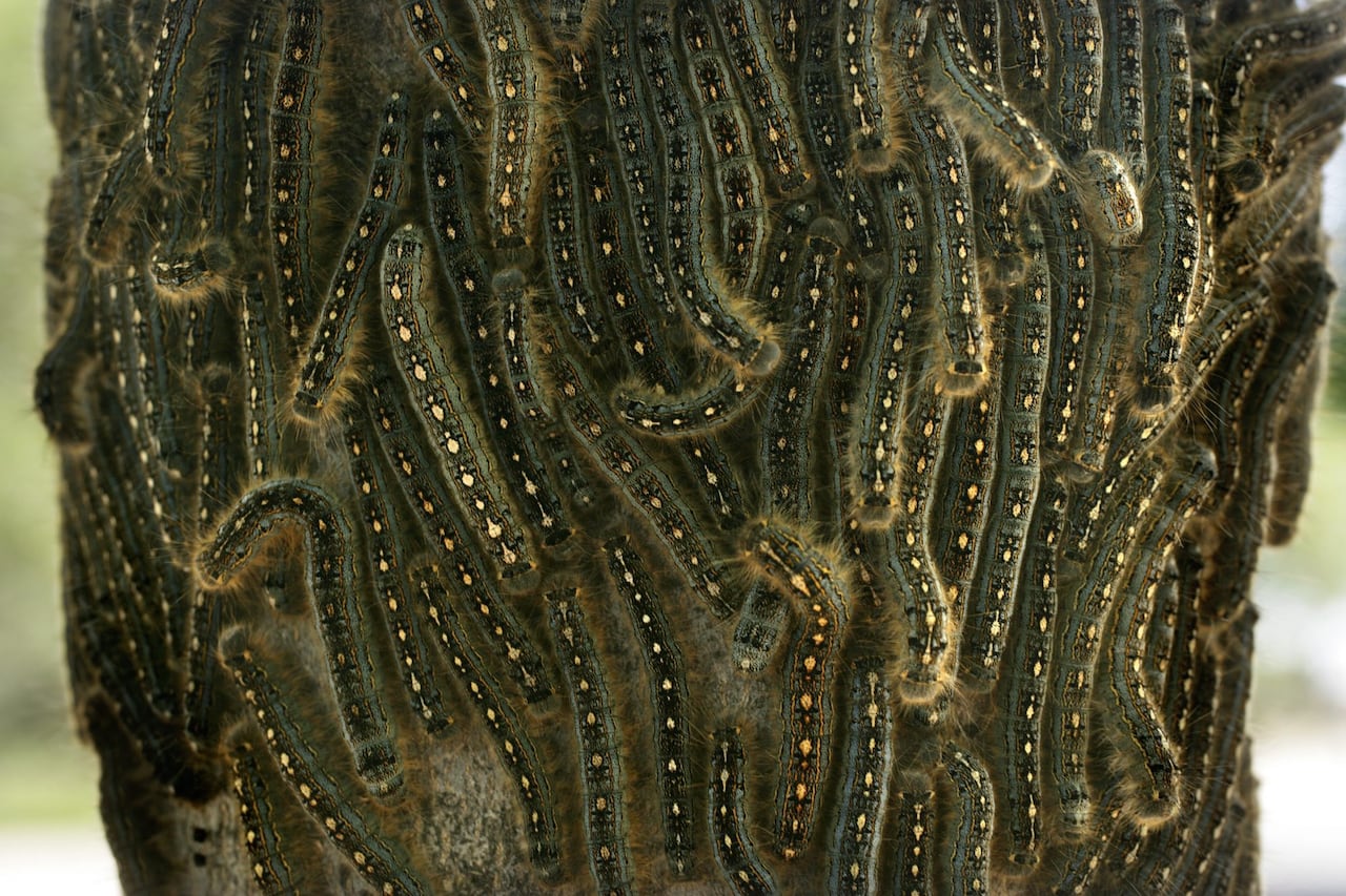 Forest tent caterpillars feast in Calgary as outbreak spikes population ...
