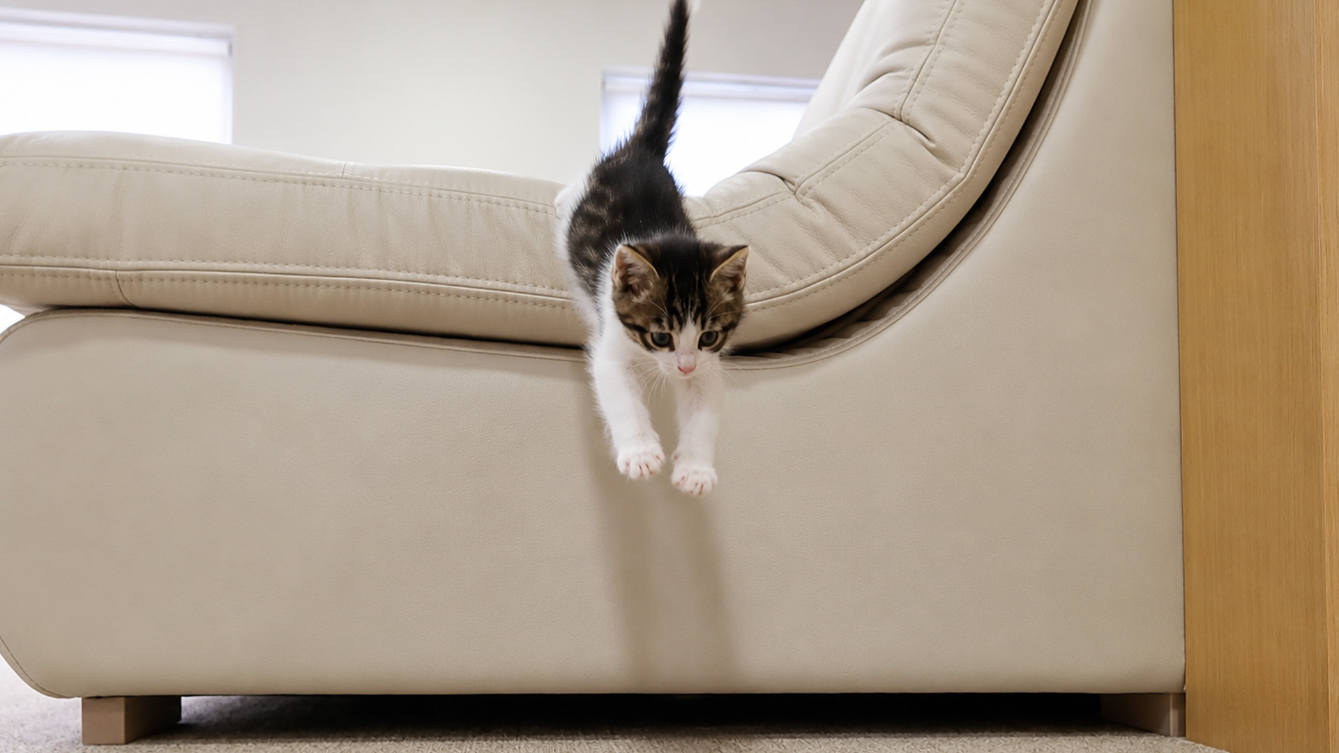 Someone save this tiny kitten