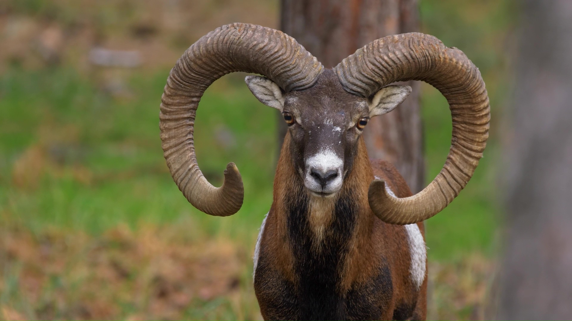 Rare wildlife moment mouflon watching for approaching predators