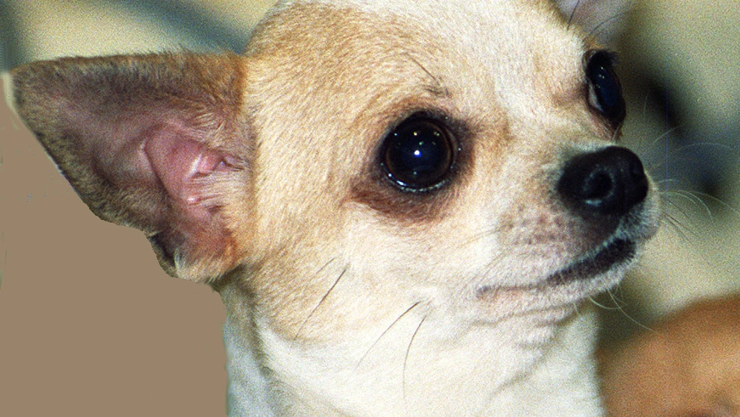 11 adorable dog breeds that can be challenging to own