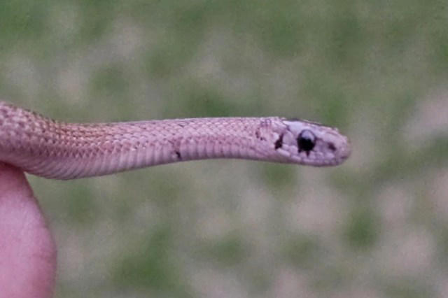 Tiny snake found under a rock has Reddit celebrating one of the most ...