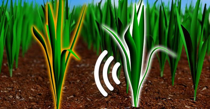 Planten pikken elkaars geur op en kletsen zo in alle stilte over ...