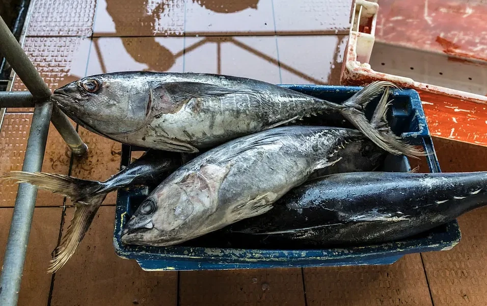 Tuna recipes to level up your meals