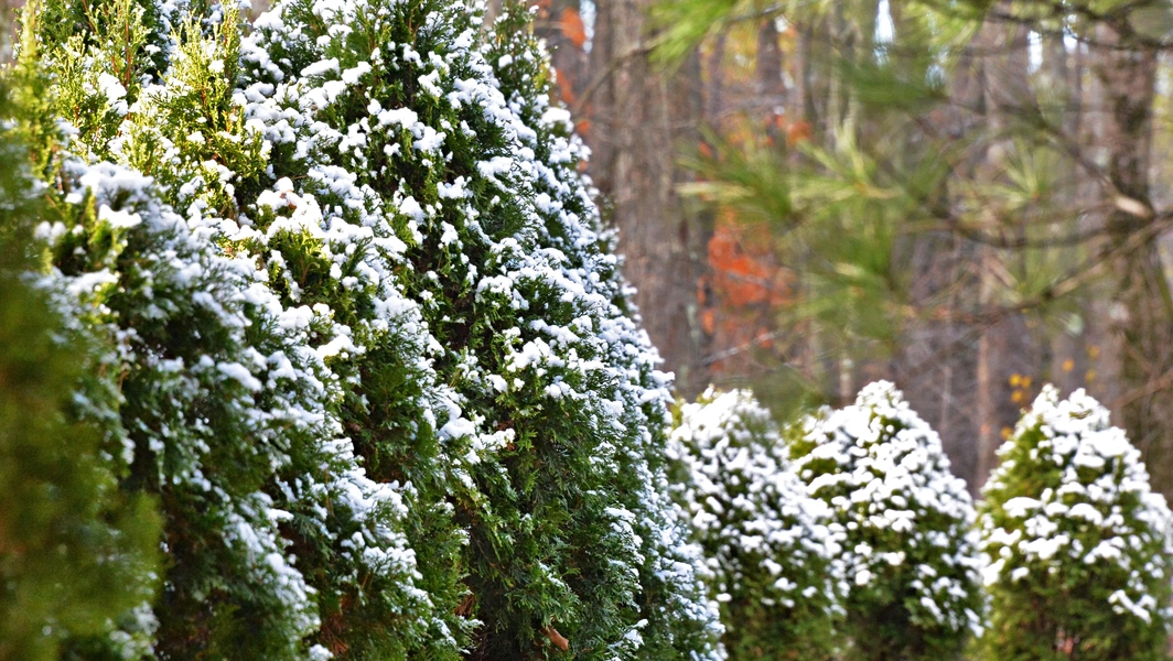 Evergreen tree care made simple for your yard