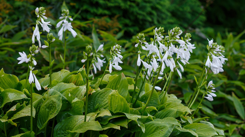 9 shade-loving companion plants that look beautiful next to impatiens