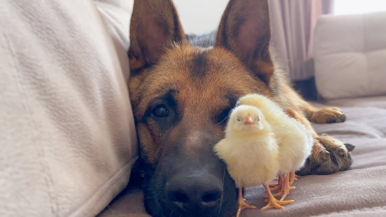 German shepherd dog shows love to baby chicks