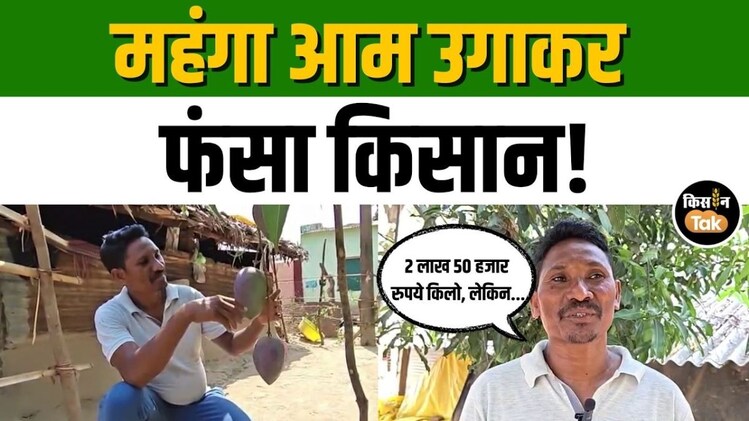2.5 लाख KG वाला आम! किसान खुद कर रहा पहरा