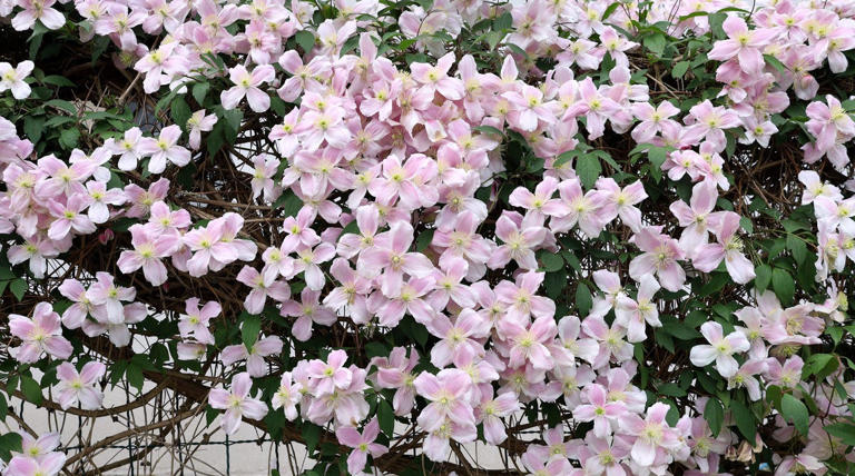7 plants you should prune in June – but only lightly