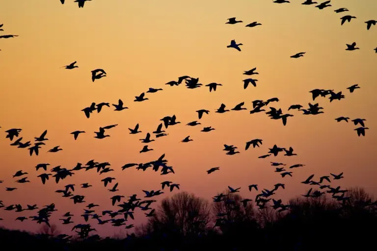 How record heat is pushing wildlife into new regions