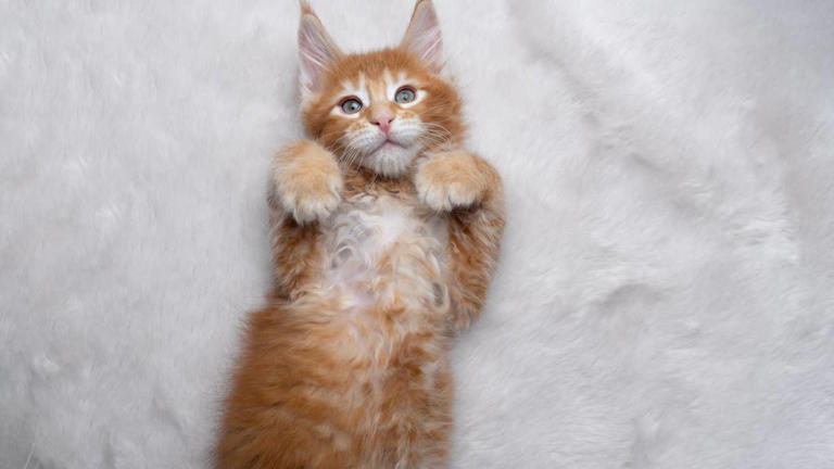 Tiny orange Maine coon finally meows—and what happens next is pure magic