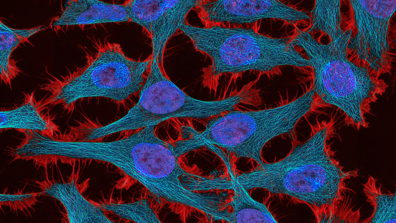 A cellular glitch just caught skipping cell division — cells quietly ...