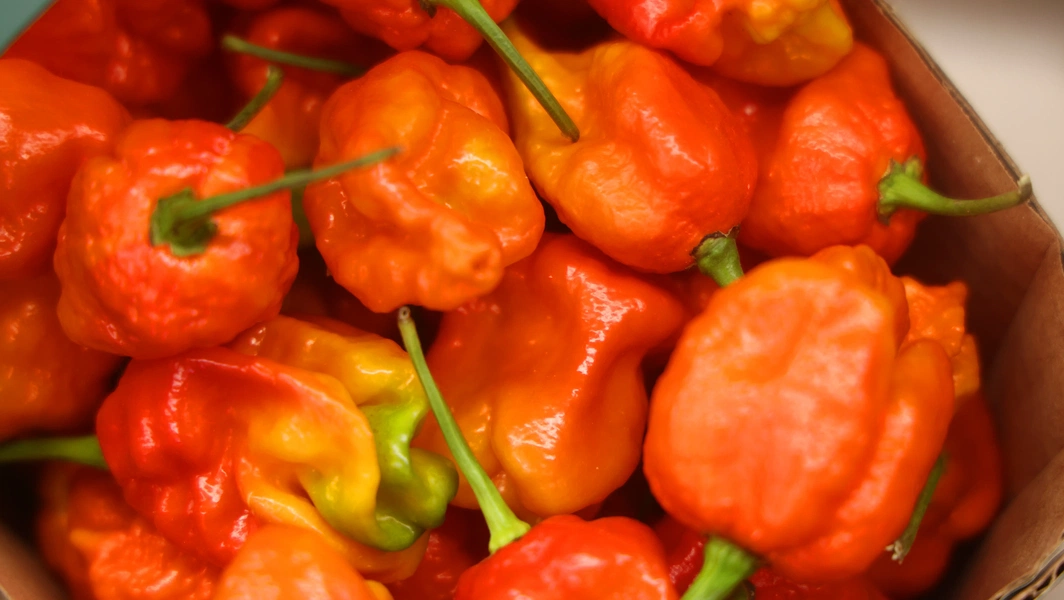 Inside the world’s hottest peppers and their fiery secrets