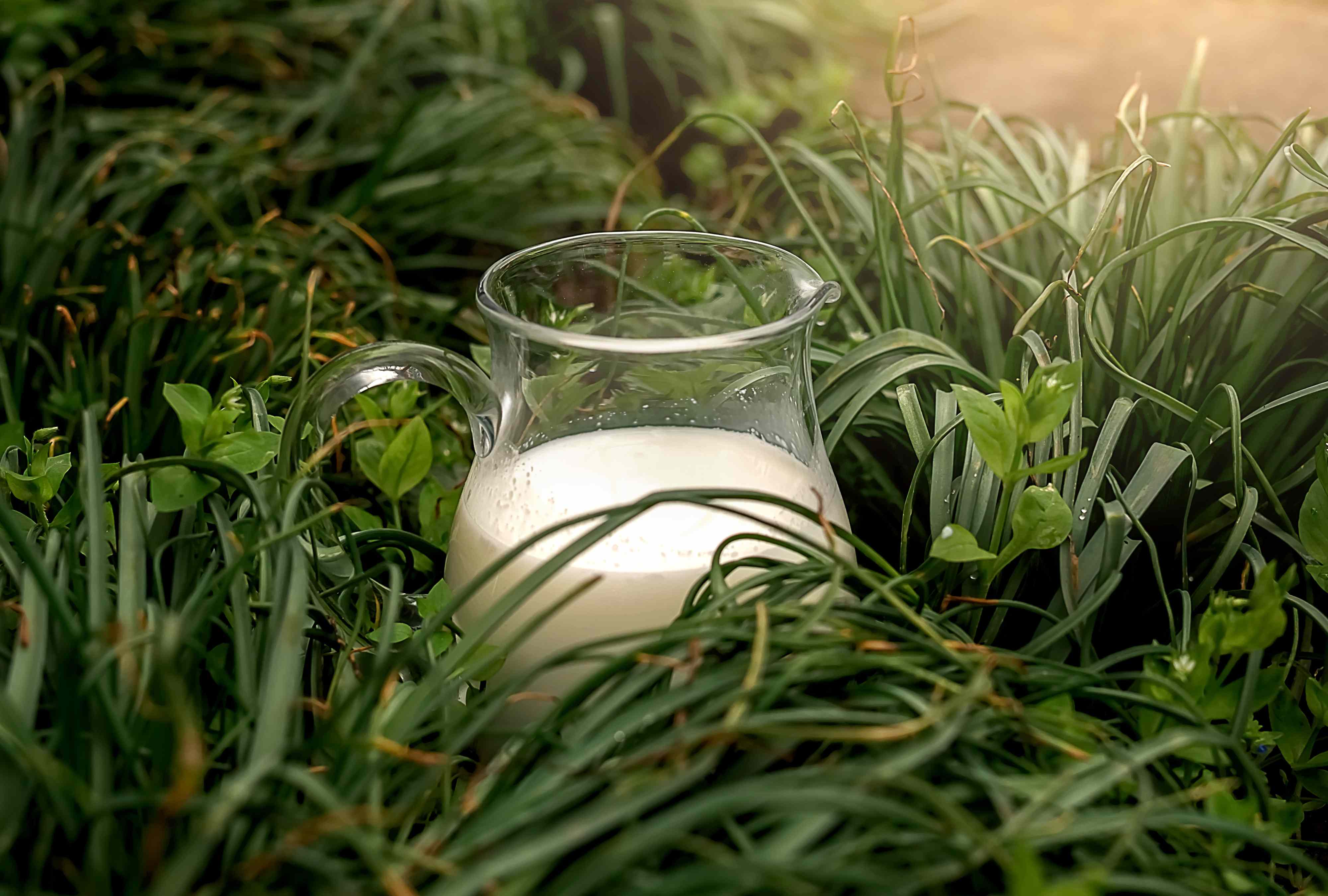 How to use milk to prevent pests and boost plant health