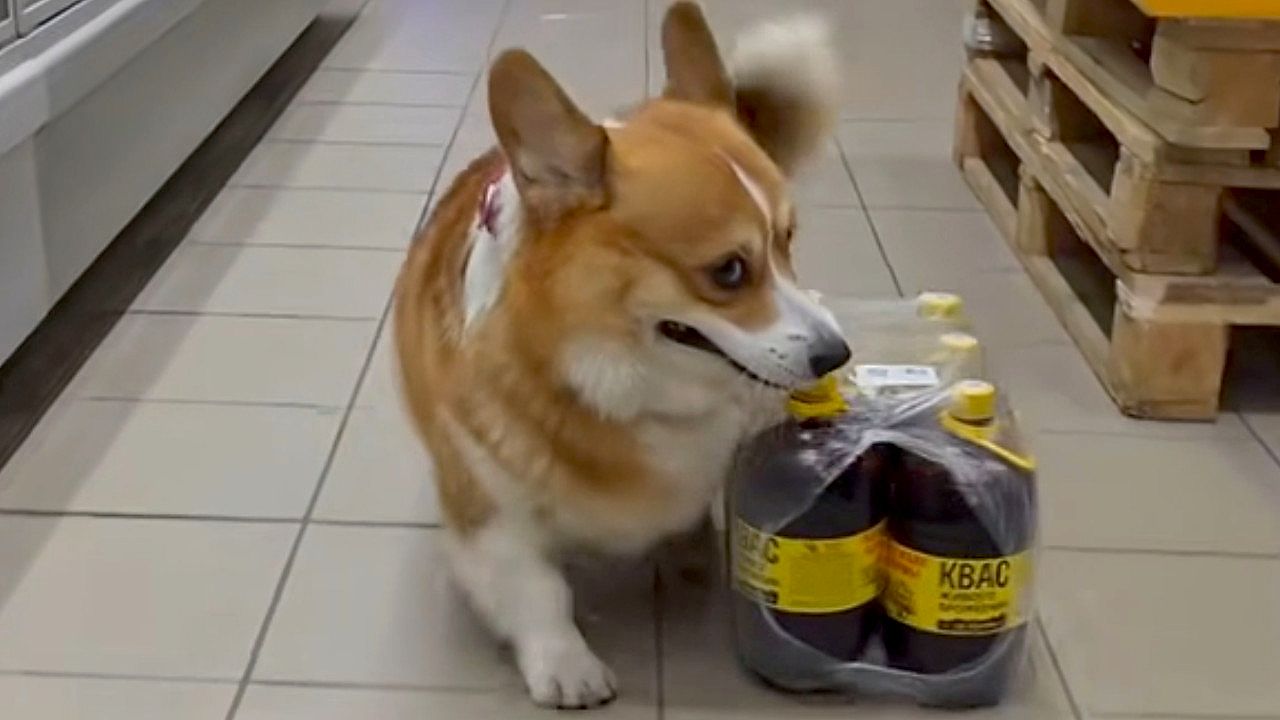 Un corgi déterminé tire un pack de boissons au supermarché