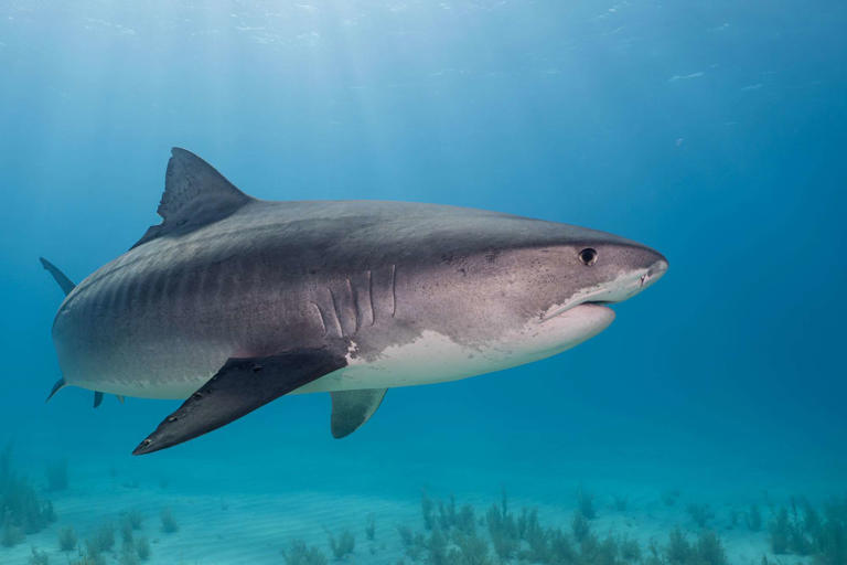 Man, 38, seriously injured after being mauled by ‘aggressive’ 8-foot ...