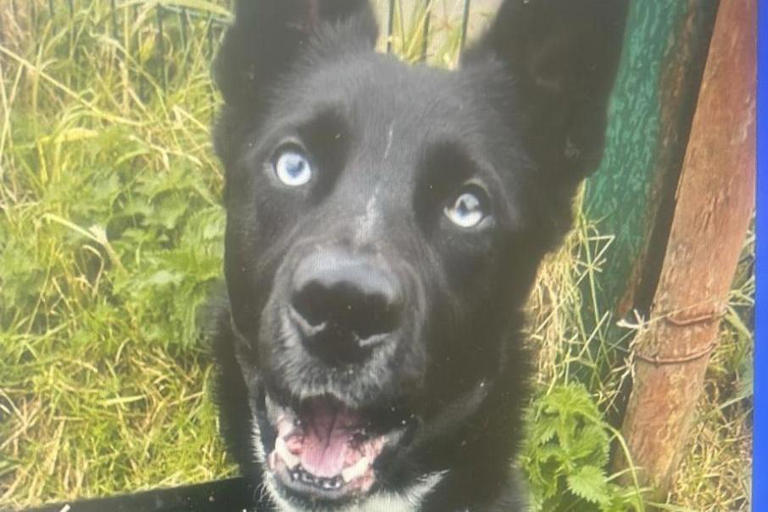 Adorable dogs at the RSPCA in Lancashire are waiting to find their ...