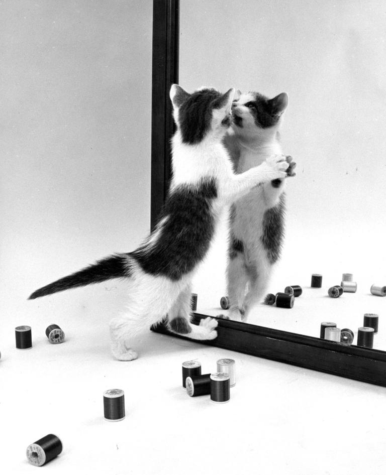 This man photographed 90,000 cats – see the stunning photos that were ...