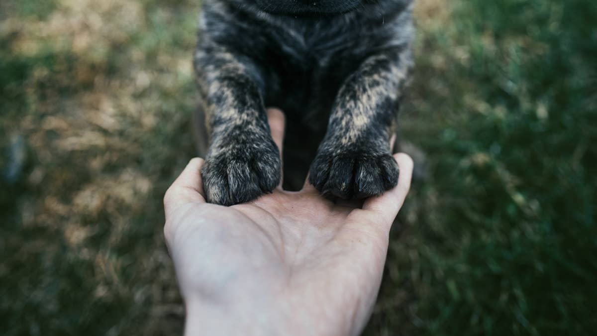 Tiny 1.3-pound rescue puppy’s adorable bald little head is stealing hearts