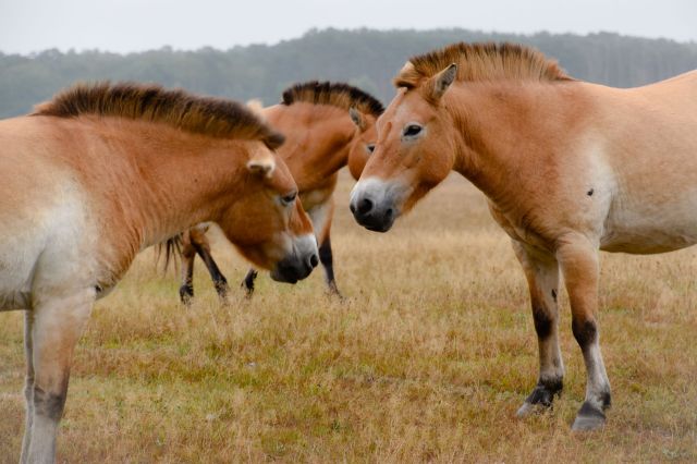Endangered species are making a comeback across continents thanks to ...