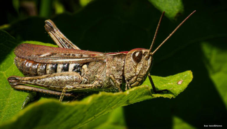 Locust army swarms Iran as farmers battle to save their crops