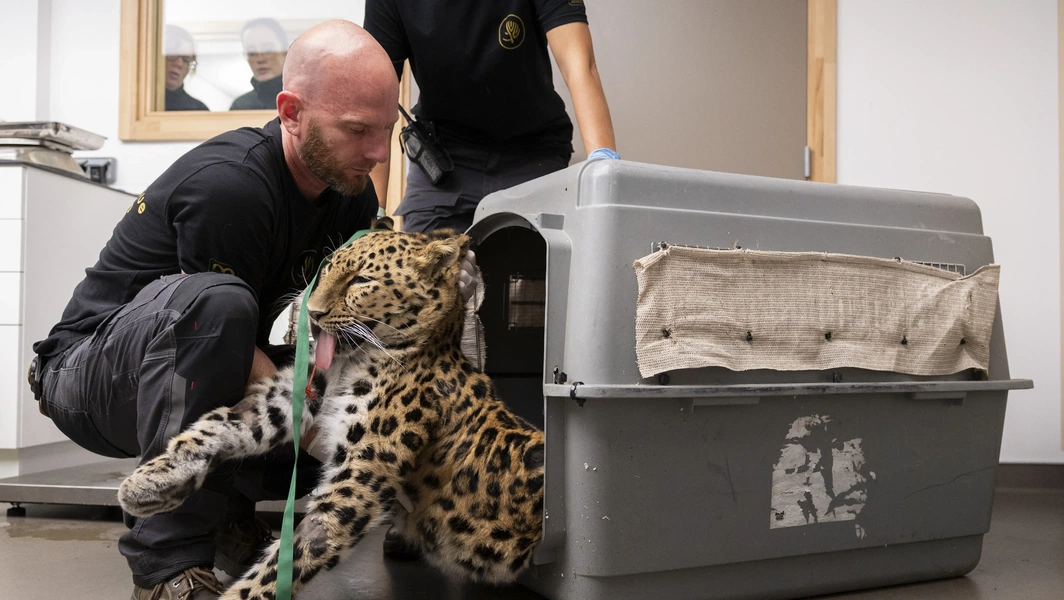 Greenville and Seattle zoos report rare animal births