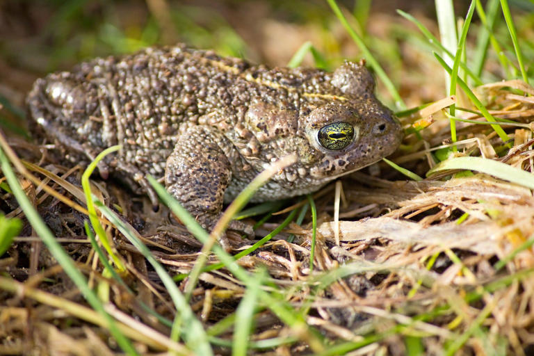 'Lethally salty' waters hinder rare toad's recovery