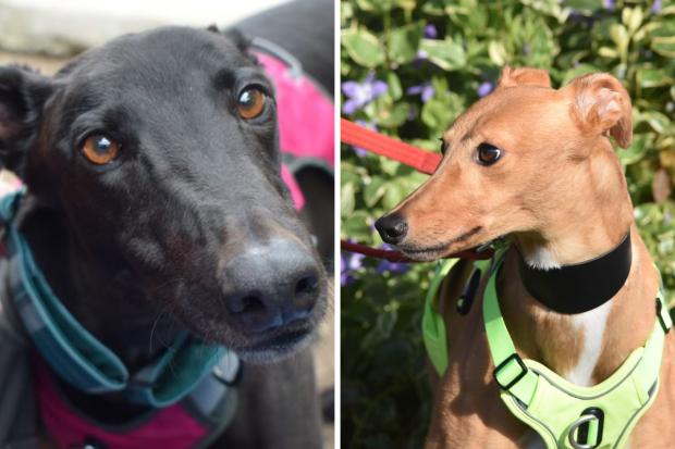 Two greyhounds at rescue centre seek new home