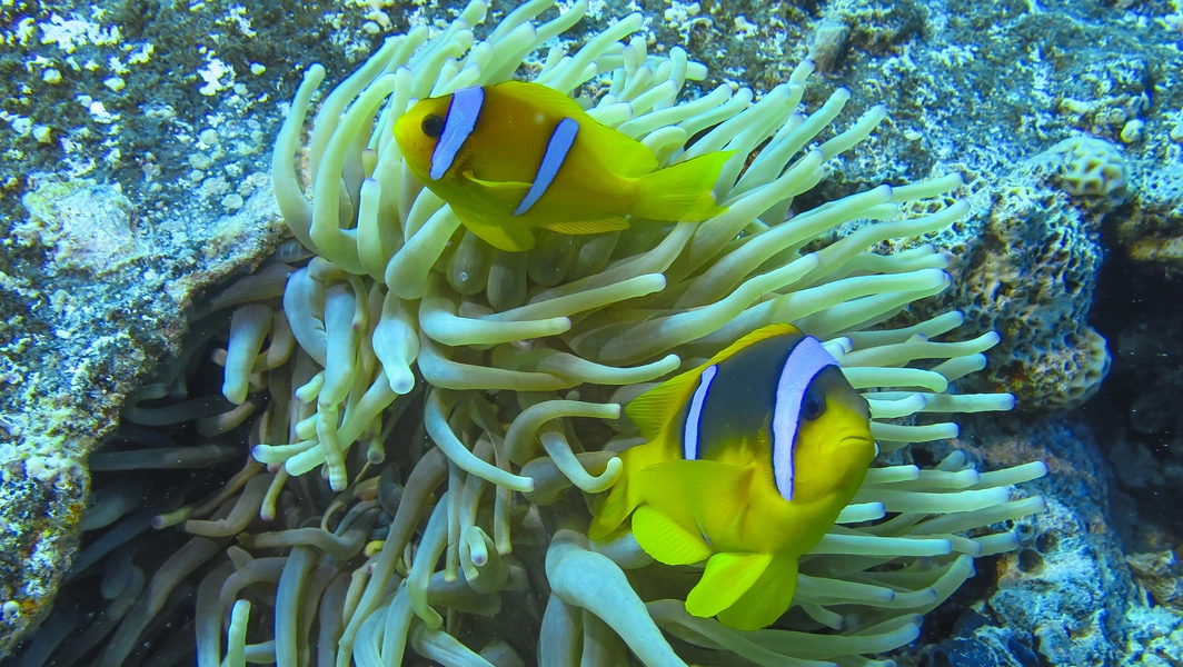 Study finds behavior and swimming traits key to anemonefish evolution